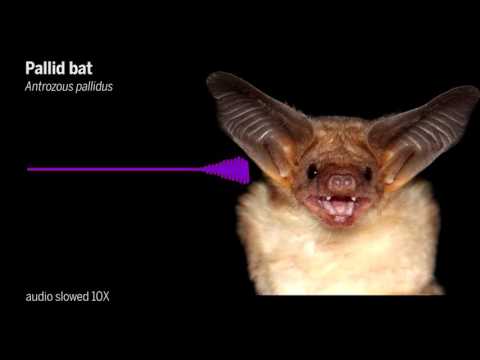 Listen to the greatest hits from the biggest bat song library - YouTube