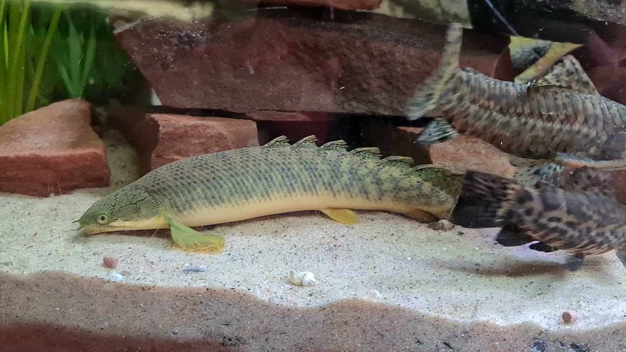 polypterus polli - YouTube