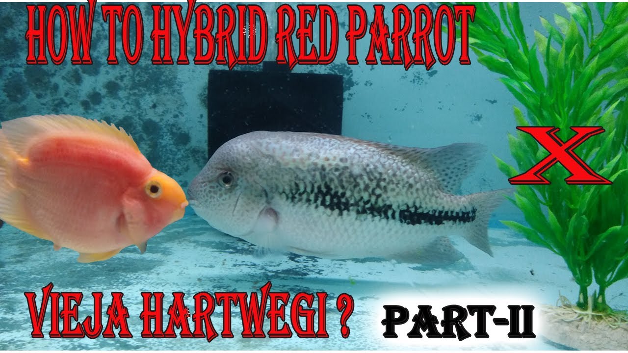 How to Hybrid Red Parrot x Vieja Hartwegi ?(Most Successful).Part-2 ...