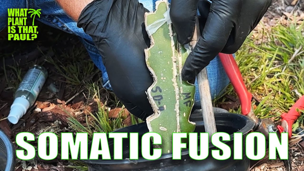 DRAGON FRUIT SOMATIC FUSION UPDATE / WAS the FUSION SUCCESSFUL? / ANY ...