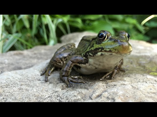 Frog Eating Insect