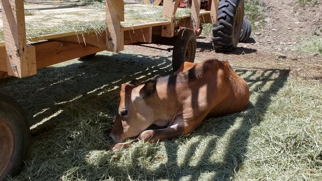 Jersey Boyd claiming broken hay bales - YouTube