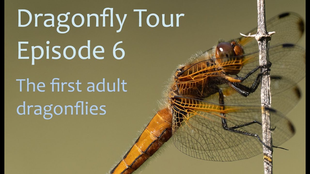 Dragonfly Tour Ep6 - First Dragonflies at Daws Hall: Scarce and Broad ...