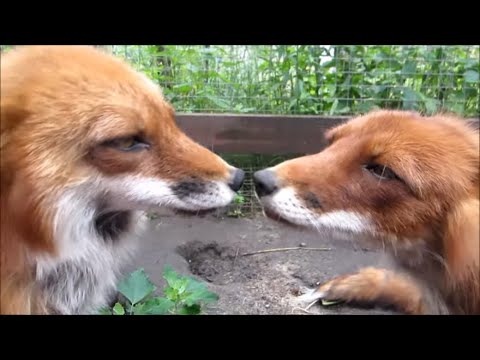 Two Foxes Having A Kiss