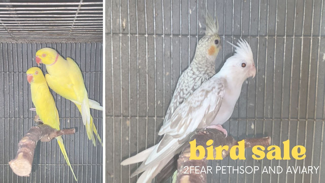 EP 32: BIRD SALE | 2FEAR PETSHOP & AVIARY - YouTube