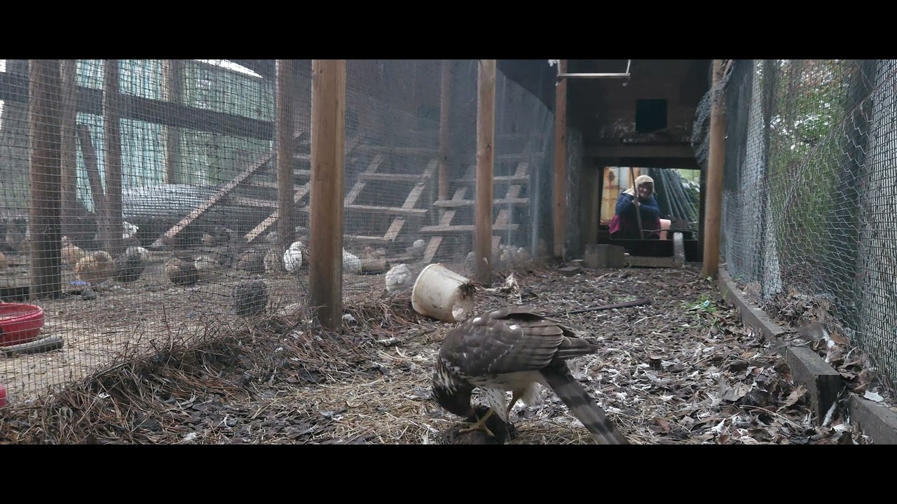 This Falcon is a Prefect Killer #homestead - YouTube