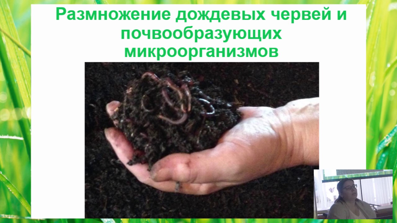Сидераты - ЗЕЛЕНЫЕ УДОБРЕНИЯ - YouTube