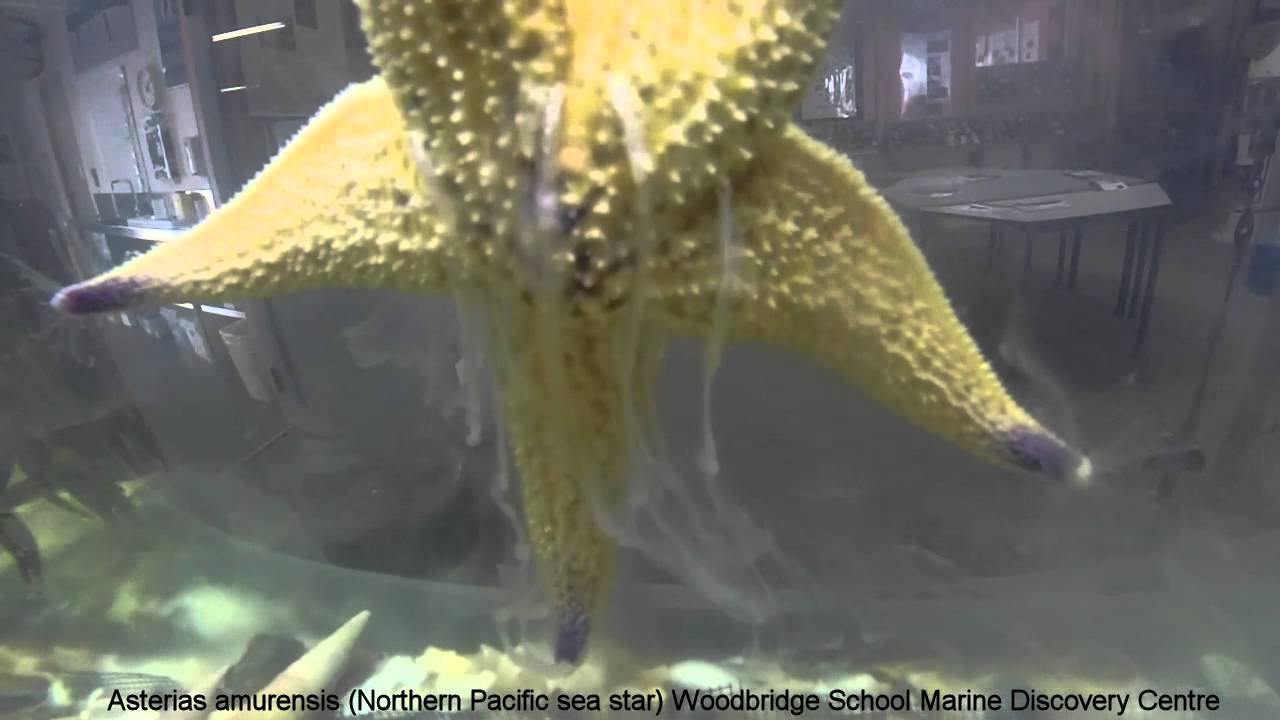 Northern Pacific sea star spawning - YouTube