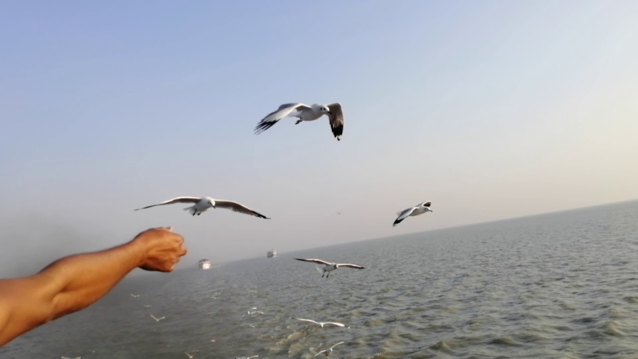Cox's Bazar To Saint Martin। সেন্টমার্টিন ভ্রমণ। ship with bog pakhi ...