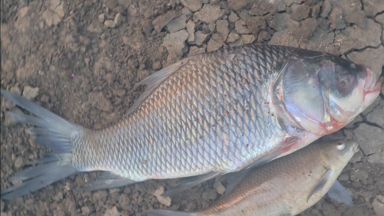 Godavari river fishing hunting @fish-hunting big size fish @wild-hunter ...