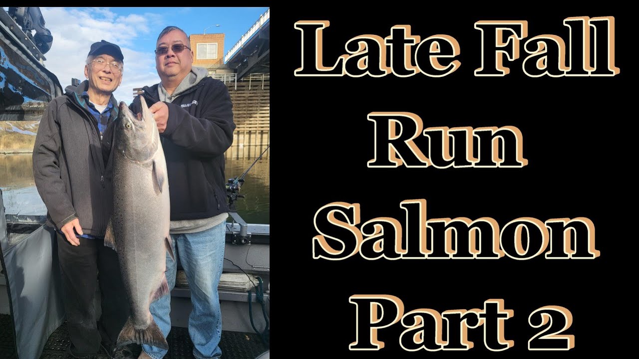 Late Fall Run Salmon "Part 2" - YouTube