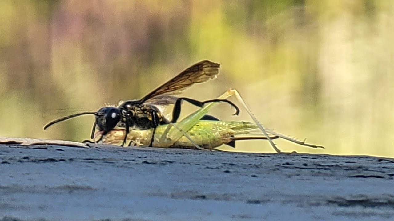 This wasp have something amazing to show you - YouTube