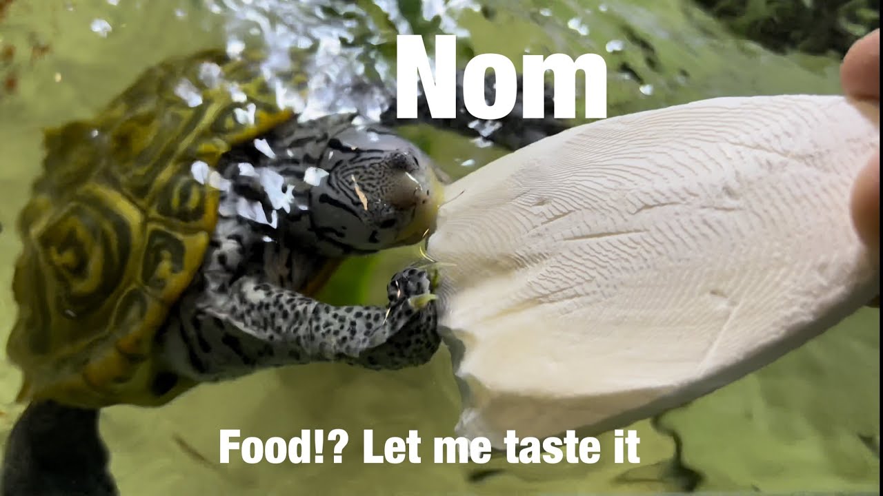 Feeding my turtles cuttlebone for the first time 🐢💚 #cute #turtles # ...