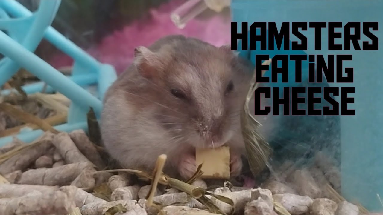 hamsters enjoying cheese #hamsters - YouTube