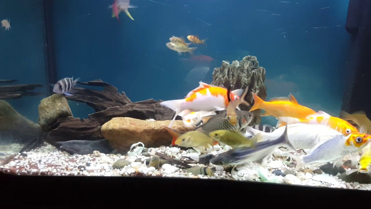 Fresh Water Aquarium Fish ( 2ft x 1.5ft x 1ft tank ) - YouTube