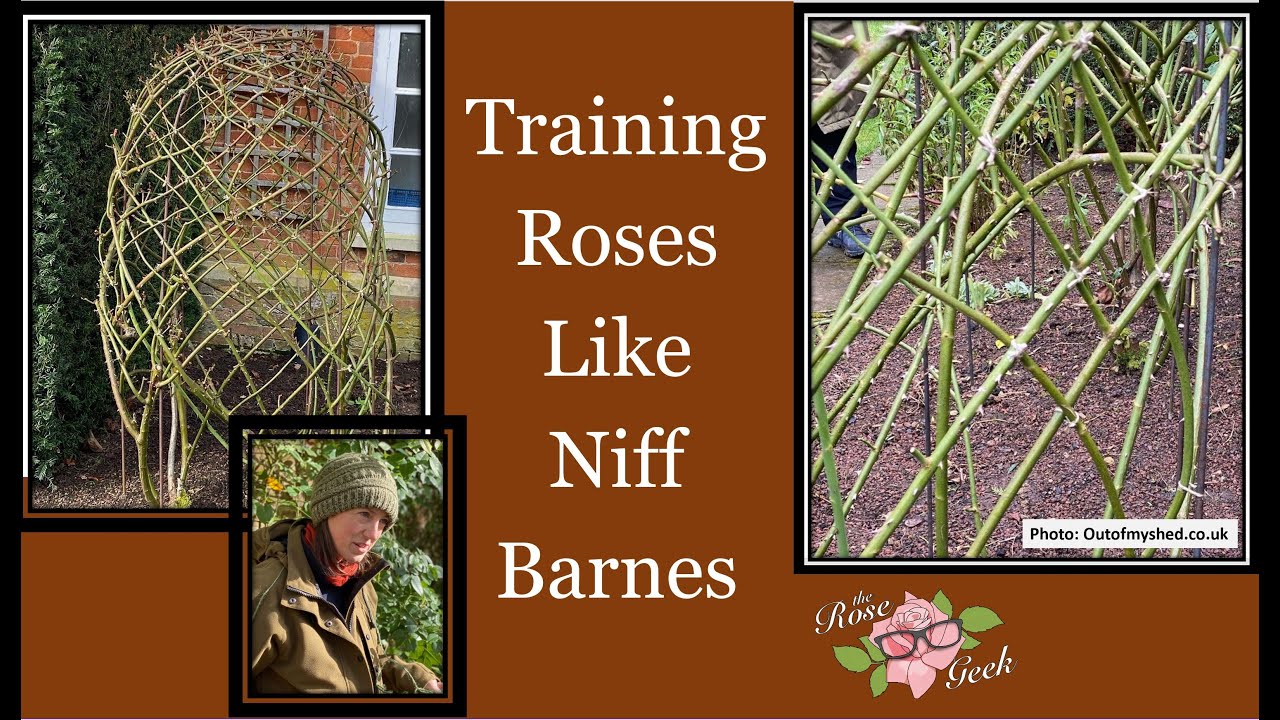 🌹 Training Roses like Niff Barnes / Free-Standing Rose Structures - YouTube