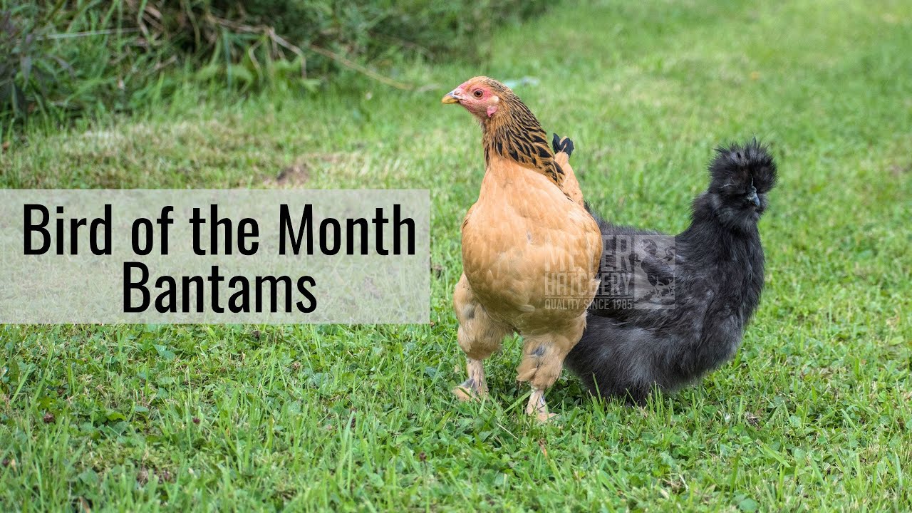 Meyer Hatchery Bird of the Month - Bantams! - YouTube