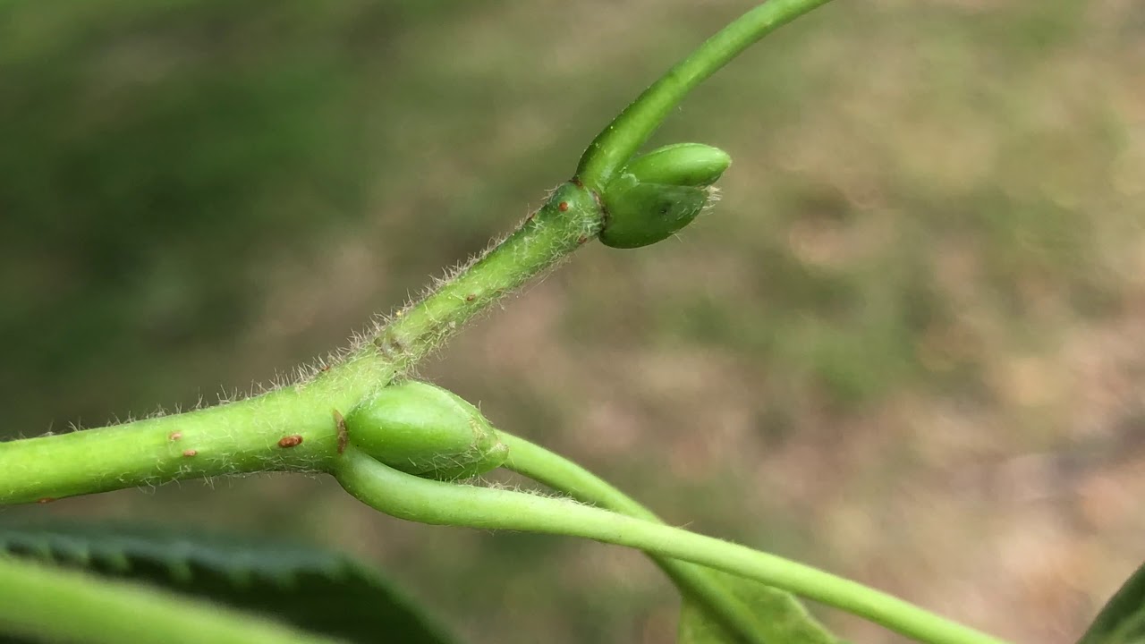 Large-leaved lime - twig & buds - June 2020 - YouTube