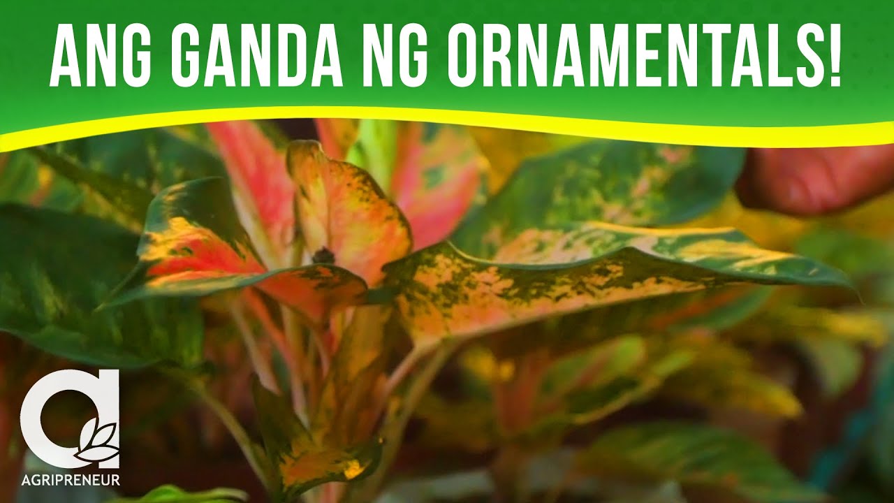Ang Naggagandahang Ornamental Plants ng Cora's Hidden Farm - YouTube