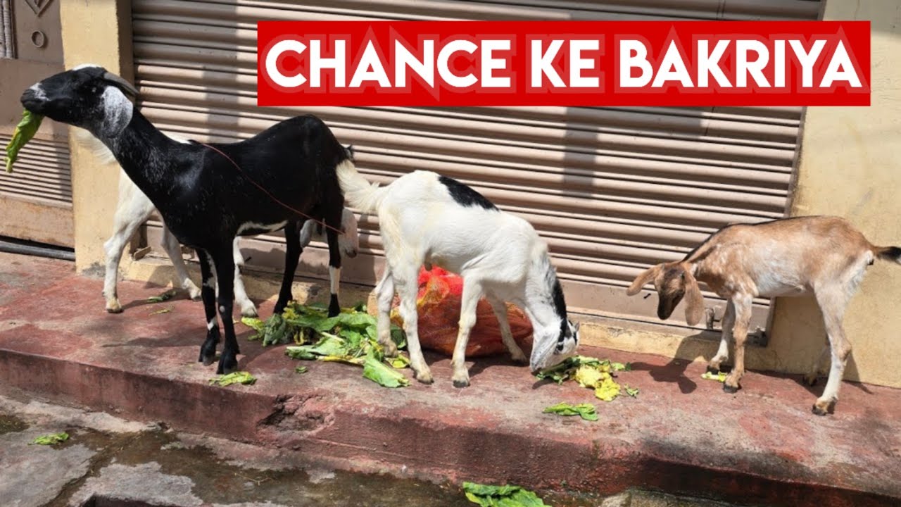Chance ke bakriya available in Hyderabad Madannapet | desi goat's ...