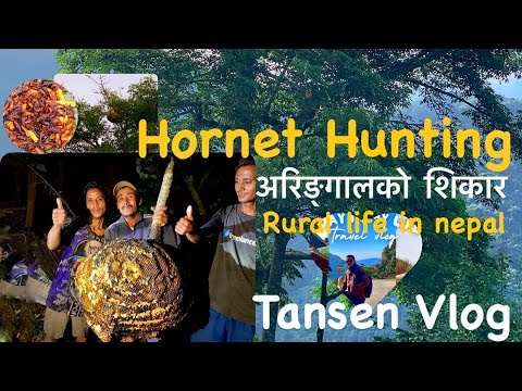 अरिङ्गालको शिकार | Hornet Hunting In Nepal | Hornet | Rural life ...