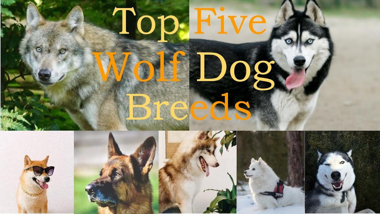 Amazing Wolf Dog breeds || Top 5 Wolf Dogs || Best Wolf Dog Breeds ...