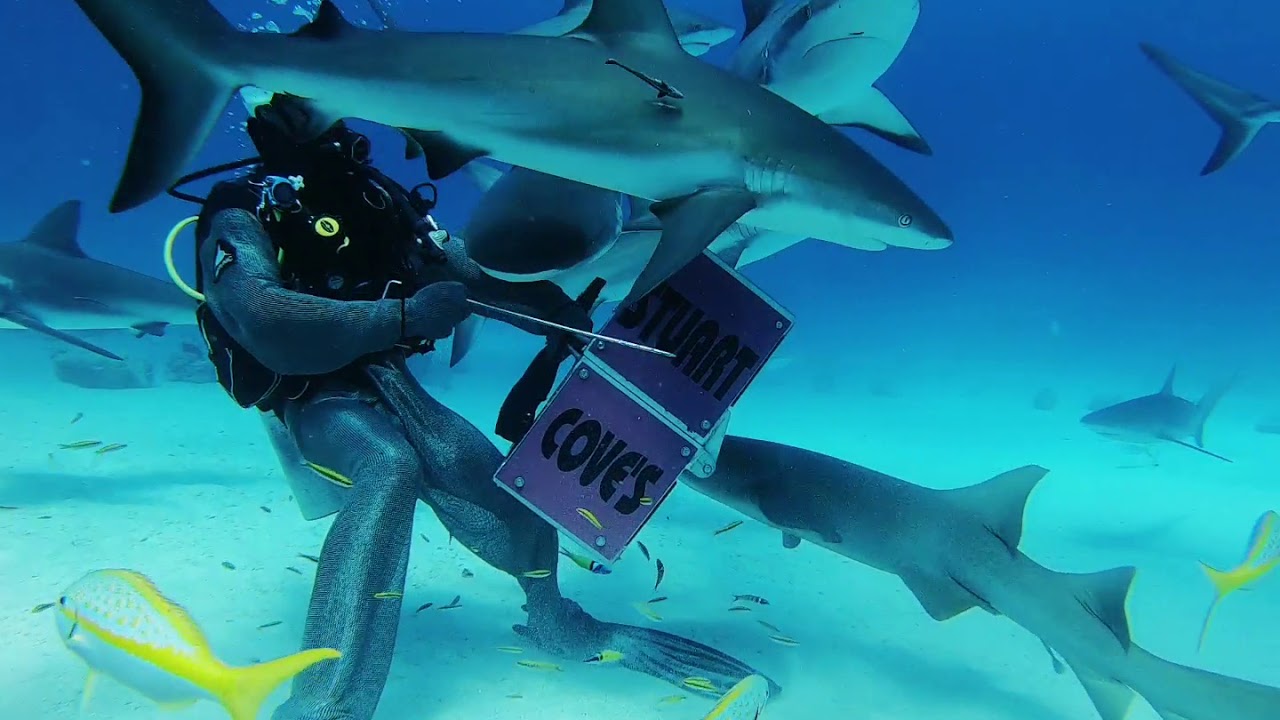 Scuba diving with sharks in Caribbean. - YouTube