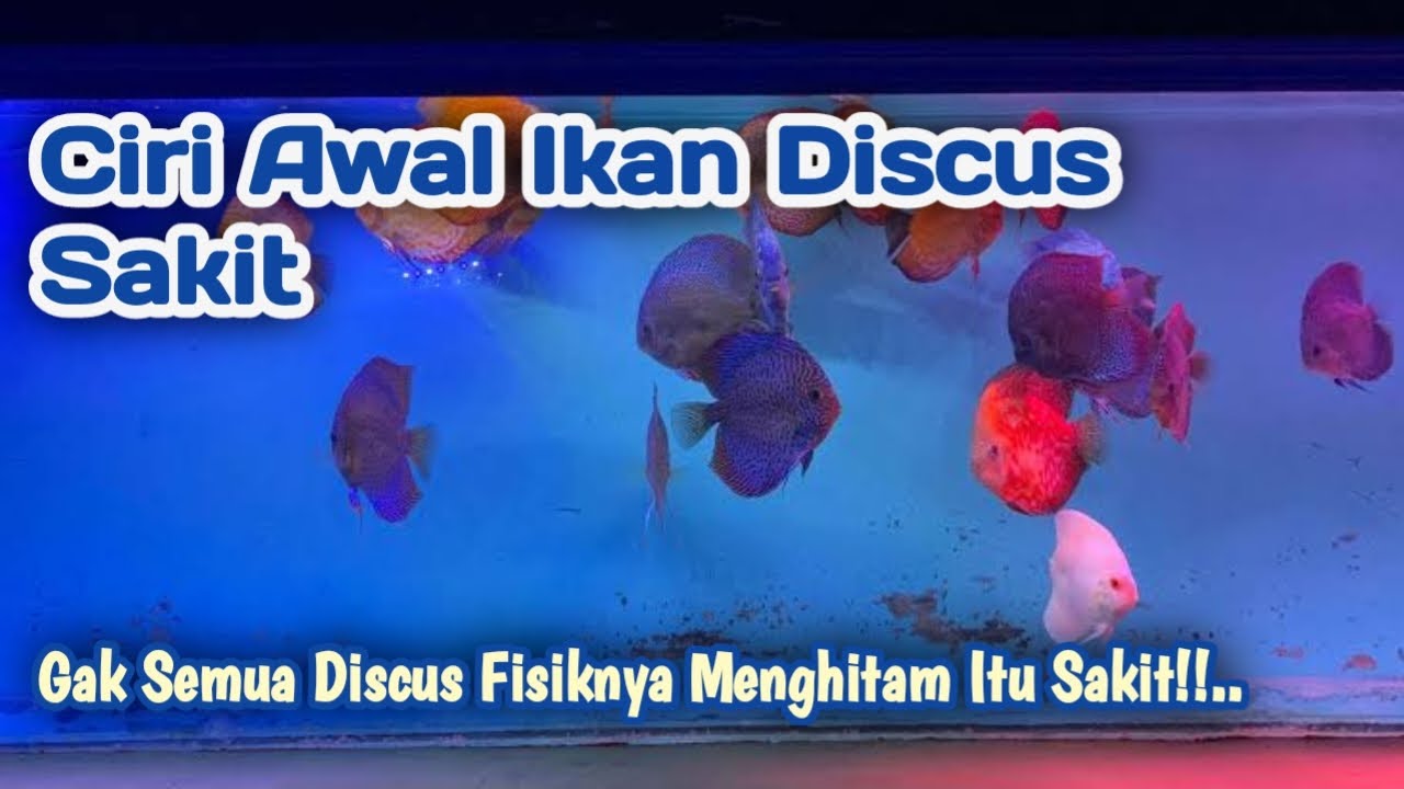 Perhatikan..Inilah Ciri Ciri Ikan Discus Sakit - YouTube