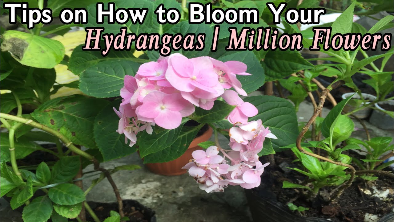 HOW TO BLOOM YOUR HYDRANGEA OR MILLION FLOWERS | GARDENING CARE TIPS ...