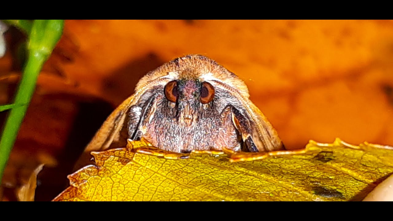 Conistra Erythrocephala - The Red_Headed Chestnut - Female and Male ...