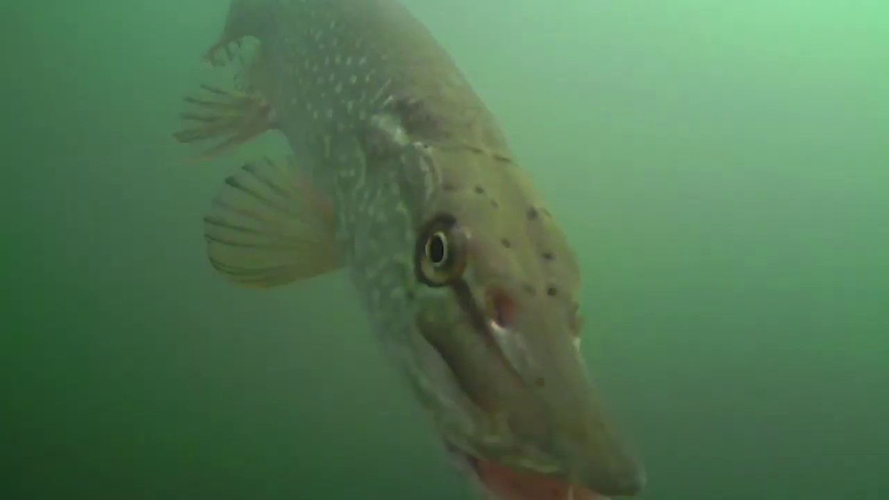 Pike Trys to eat my camera!!! under watercamera fishing northern pike ...