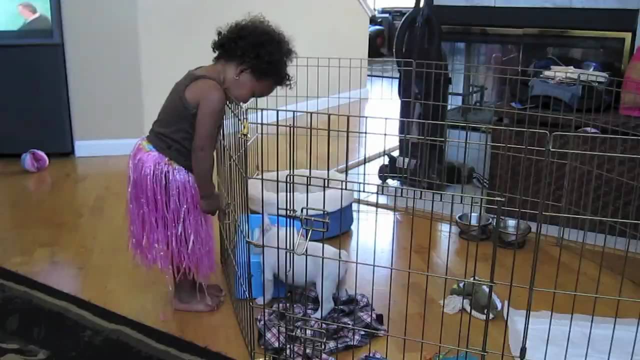 "No, King!!" King the Frenchie and Princess Mya - YouTube
