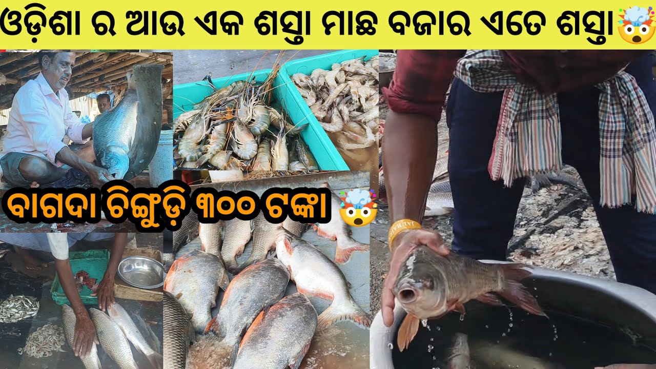Fish Market Odisha | ଓଡ଼ିଶା ର ଆଉ ଏକ ଶସ୍ତା ମାଛ ବଜାର | Odisha Tribal ...