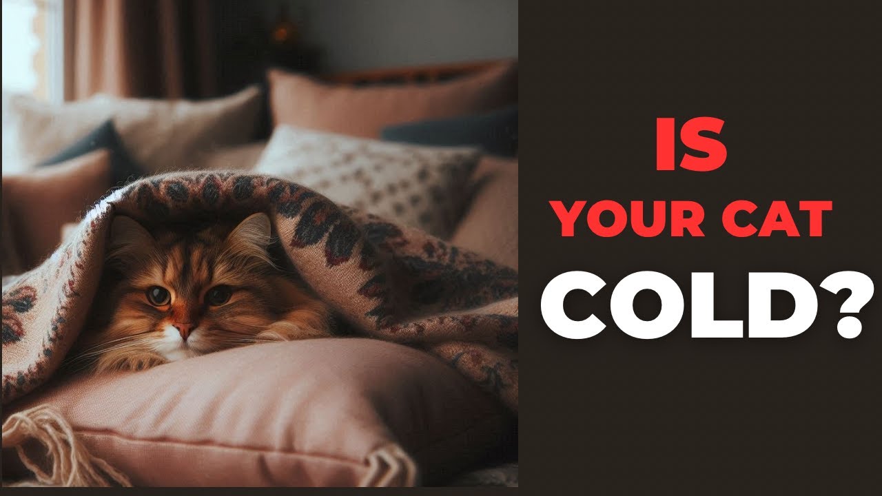 8 Signs Your Cat is Cold and How to Keep Them Warm - YouTube