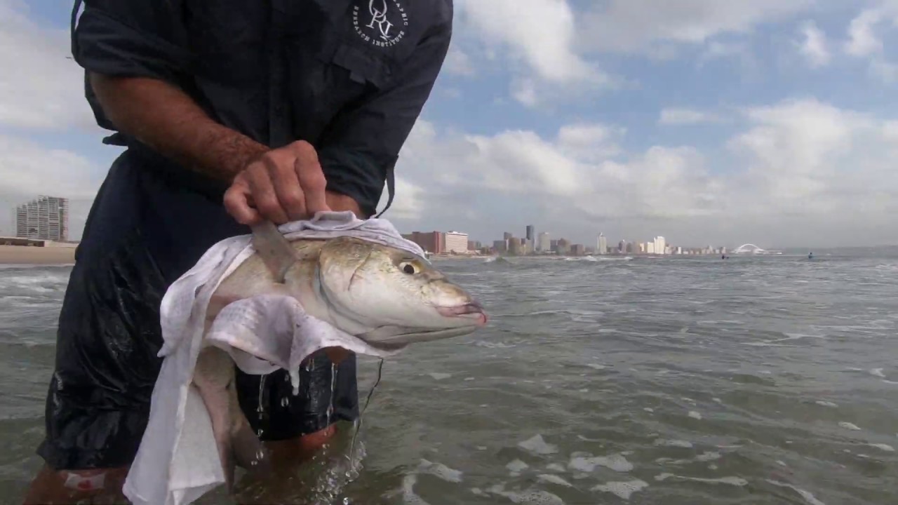 07 Handling and Tagging a FISH (Shore) - ORI’s Cooperative Fish Tagging ...