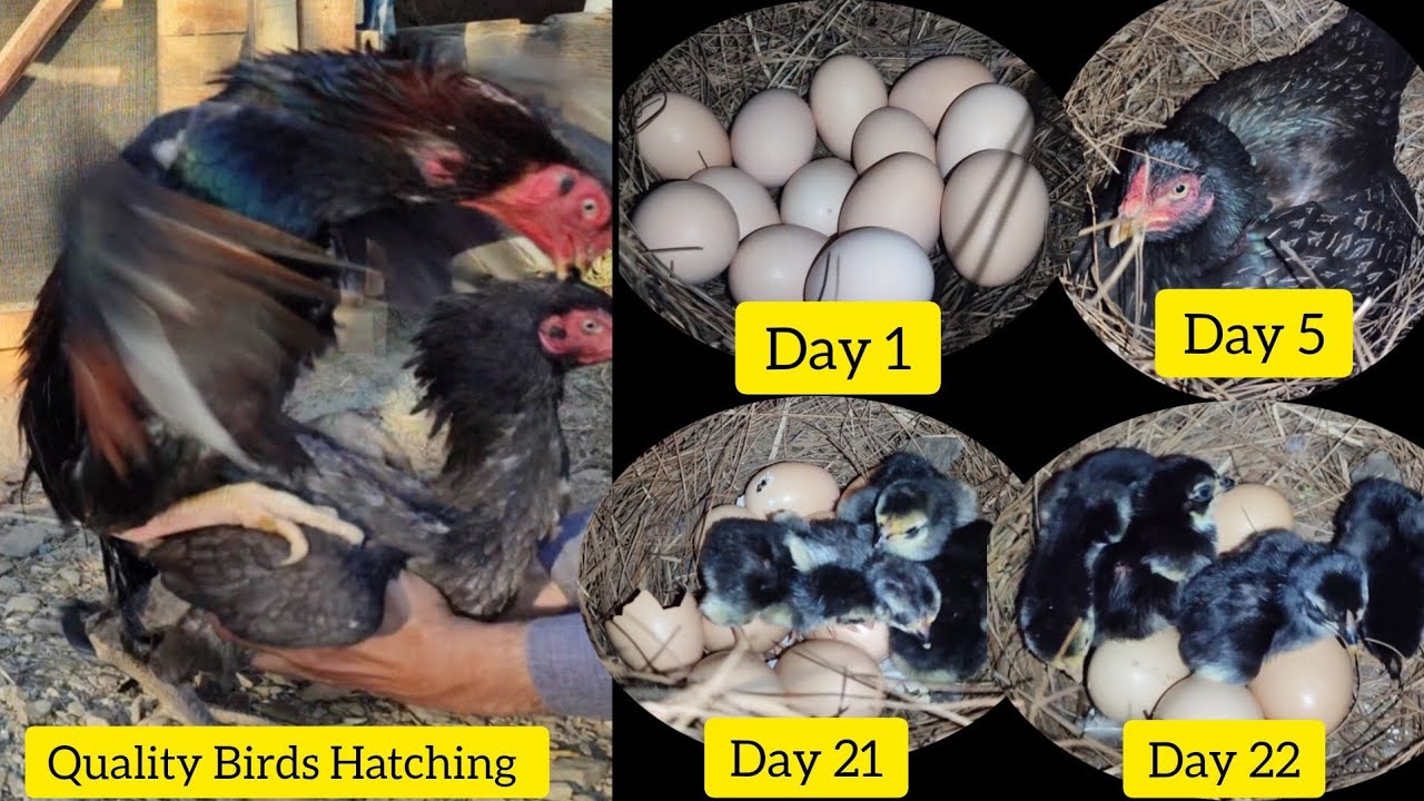 Aseel hen sat on Shamo eggs and hatched the baby chicks Day 1 to Day 22 ...