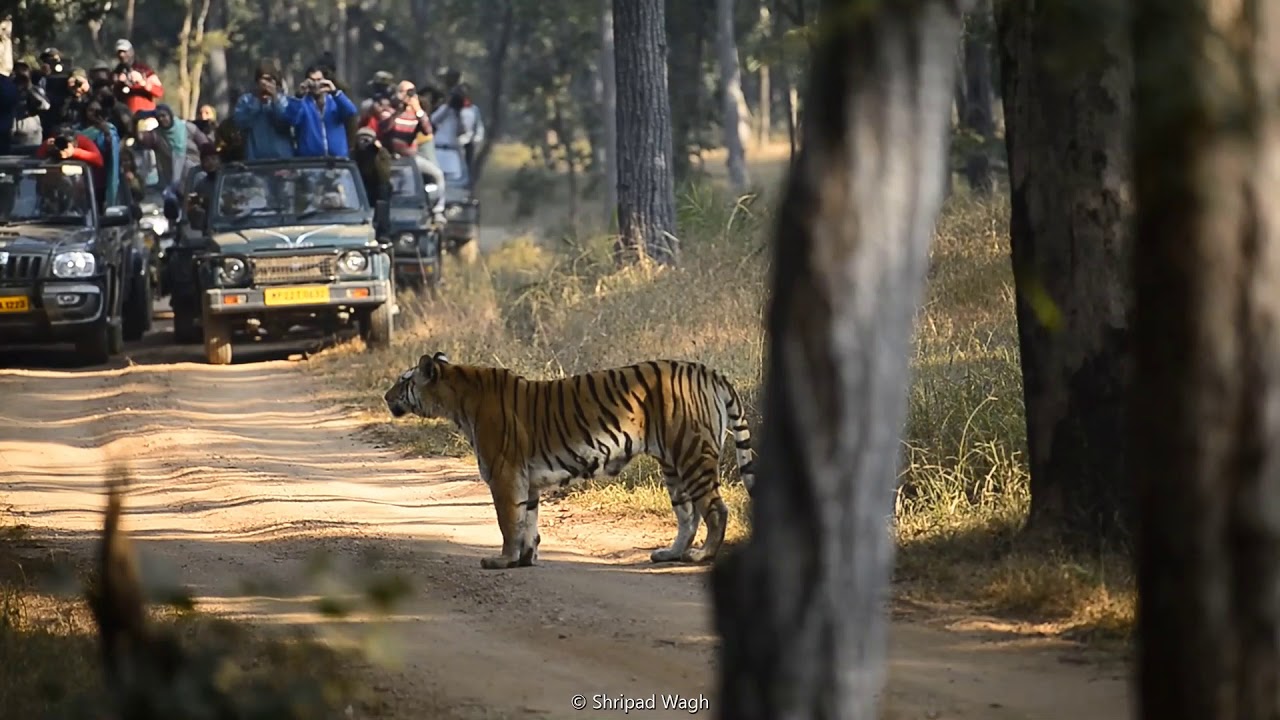 Tigress Roar MP © Shripad Wagh - YouTube