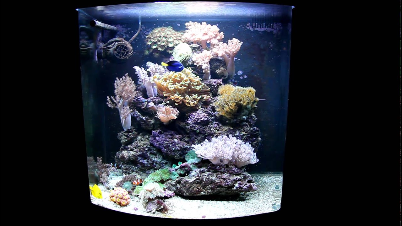 Sera 130l Reef system - YouTube