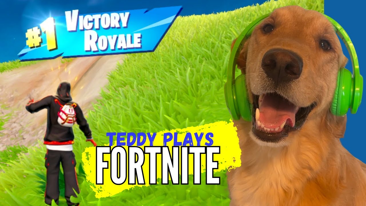 Teddy Plays Fortnite - Bot Lobby Edition #fortnite #battleroyale - YouTube