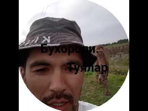 мехмон ёкмади туяларга - YouTube