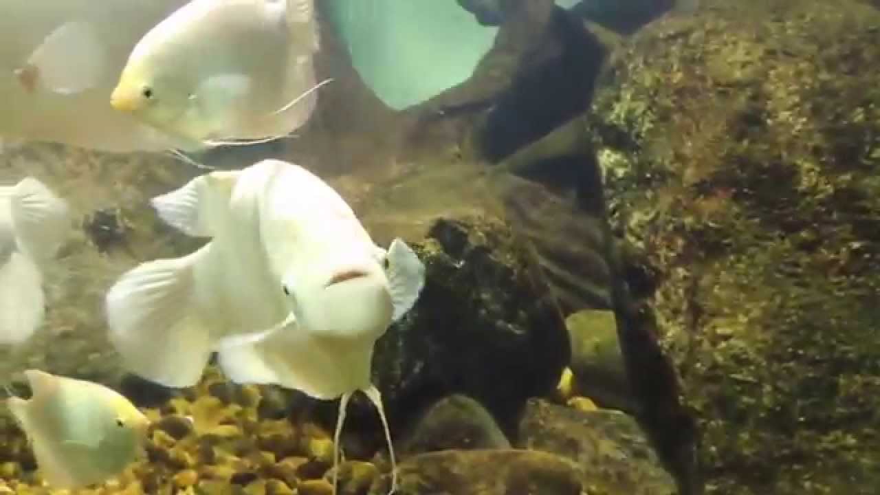 Aquarium Colombo Sri Lanka, - YouTube
