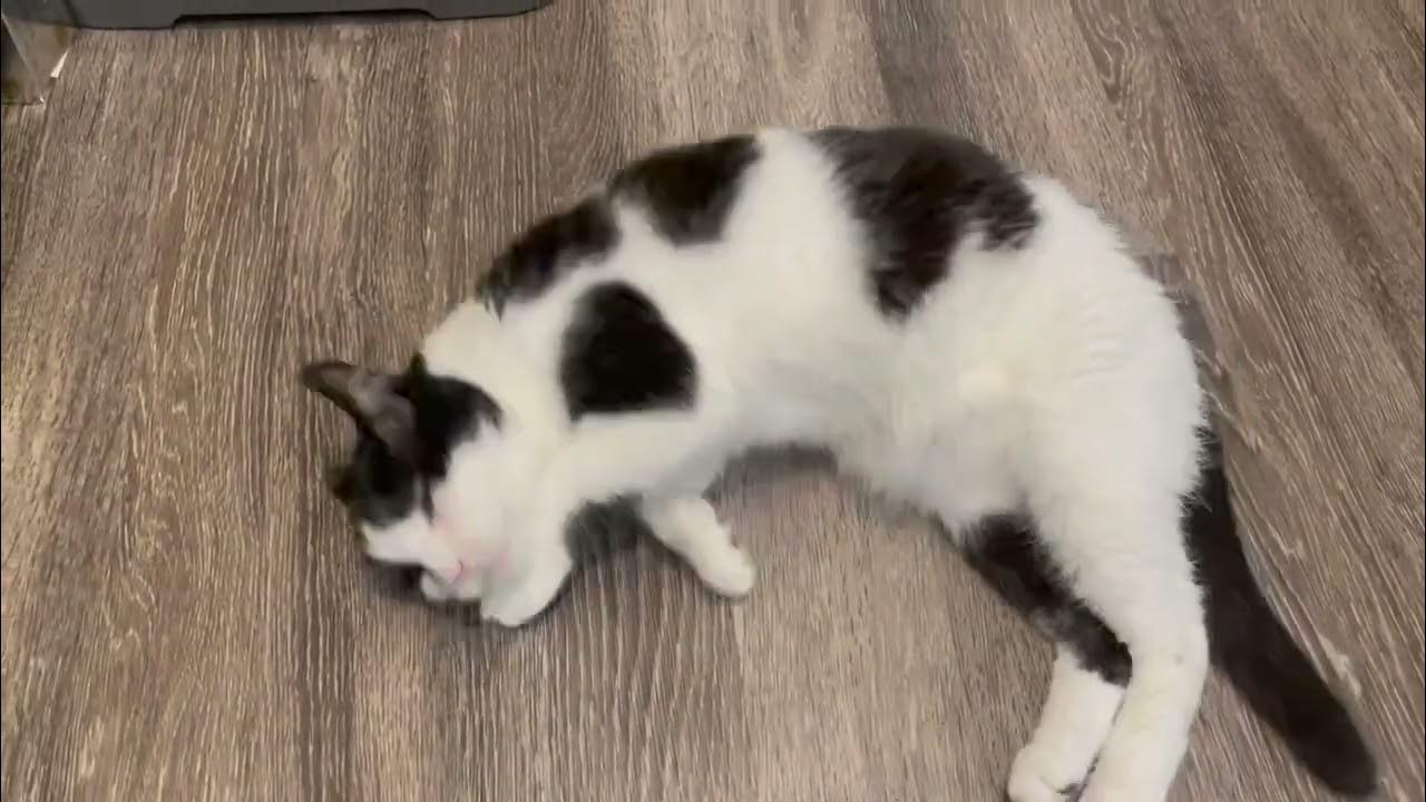 Cat on catnip: he starts rolling on the floor! - YouTube