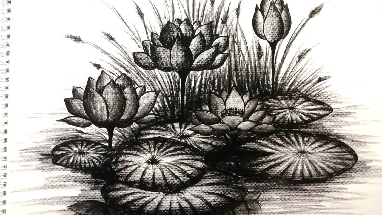 How to draw Realistic Lotus flower with pencil ।। Drawing with pencil ...