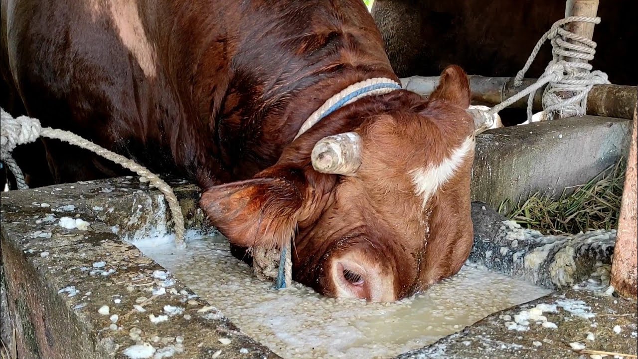 Sapi Minum Makanan dan Tidur Ngorok - YouTube