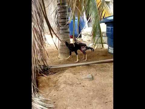 Frango matando