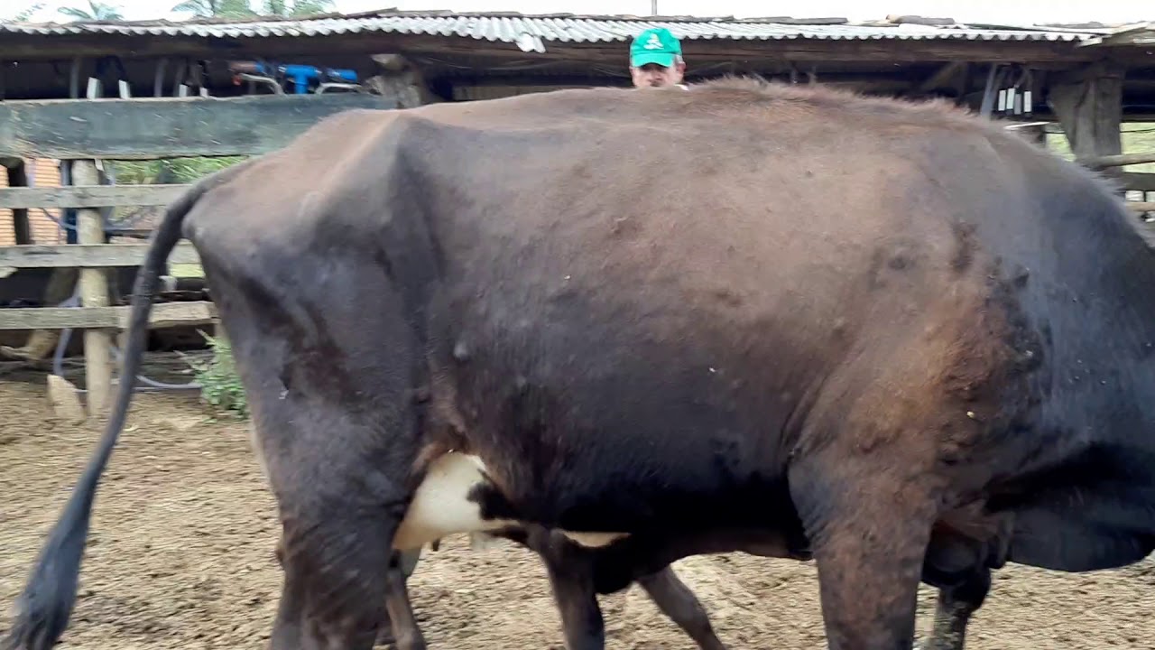 LOTE 29 1 VACA - YouTube