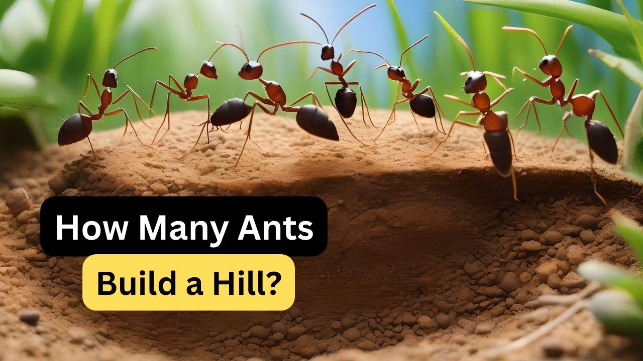 How Many Ants Build a Hill - YouTube