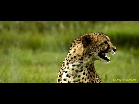 Cheetah calls (chirps)
