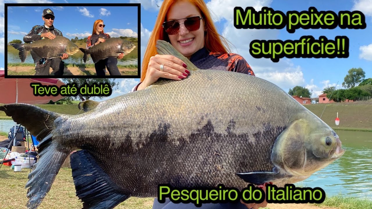 PESCARIA SENSACIONAL NO TANQUE NOVO - PESQUEIRO DO ITALIANO - YouTube