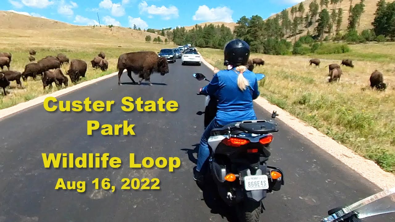 Wildlife Loop Custer State Park - YouTube